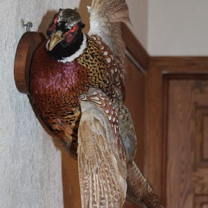 Flying Chinese Ringneck Pheasant Rooster Taxidermy Log Cabin Decor ...