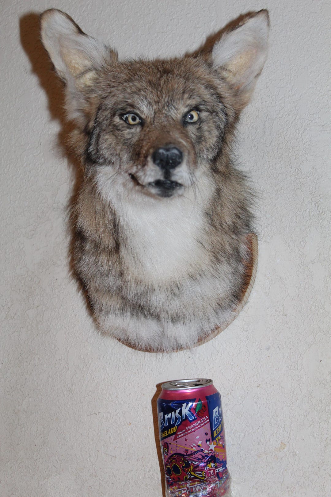 Coyote Head Mount Taxidermy Whitetail Deer Antler Mule Hunt - Etsy