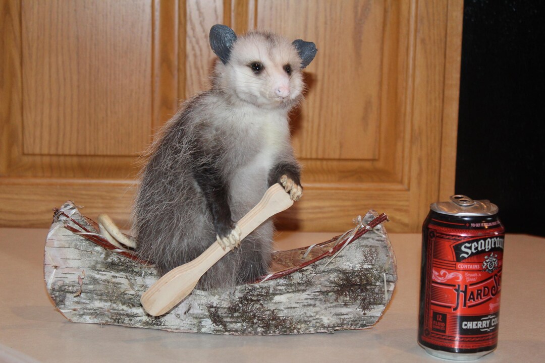 New Opossum Mount Canoe Taxidermy Whitetail Deer Log Cabin Decor ...