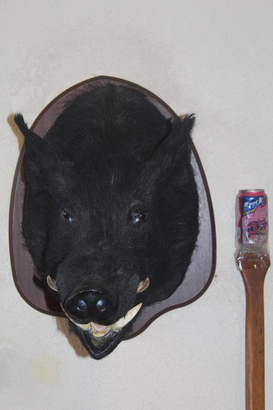 Pig Head Mount Taxidermy Log Cabin Decor - Etsy