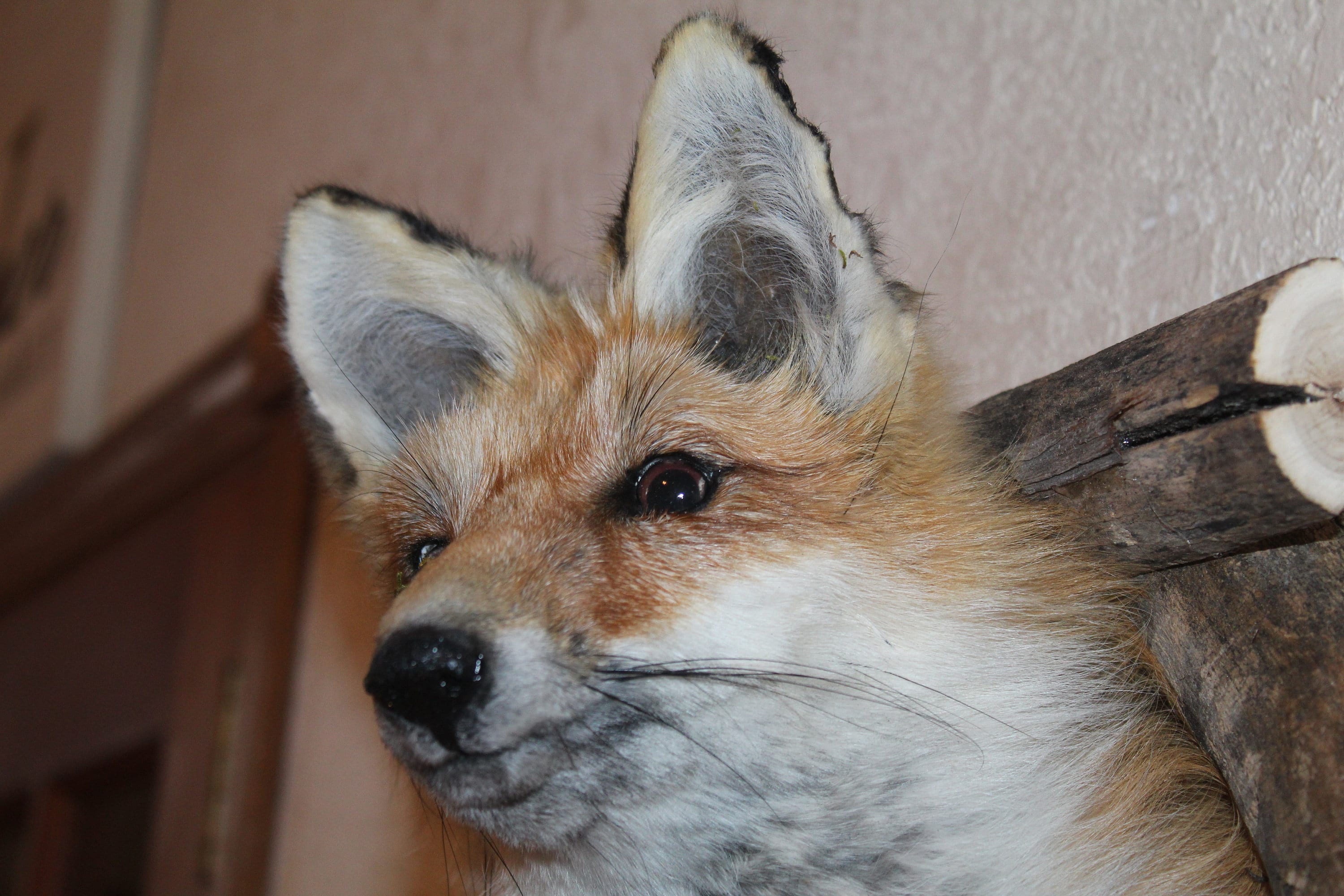 New Red Fox Head Mount Taxidermy Whitetail Deer Antler Mule Hunt - Etsy