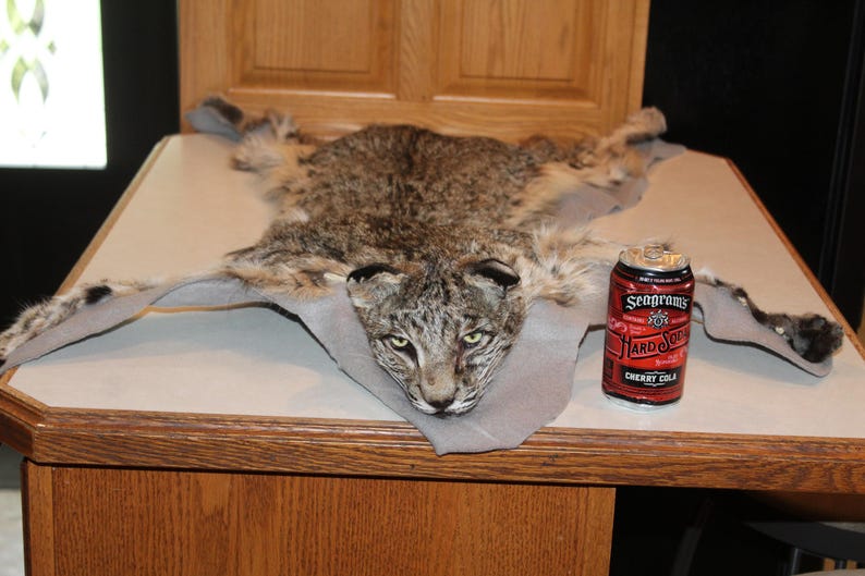 New Bobcat Mount Rug Tanned Leather Taxidermy Fur Hide Pelt - Etsy
