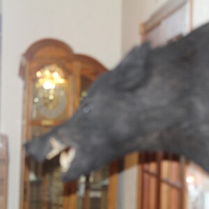 Pig Head Mount Taxidermy Log Cabin Decor - Etsy