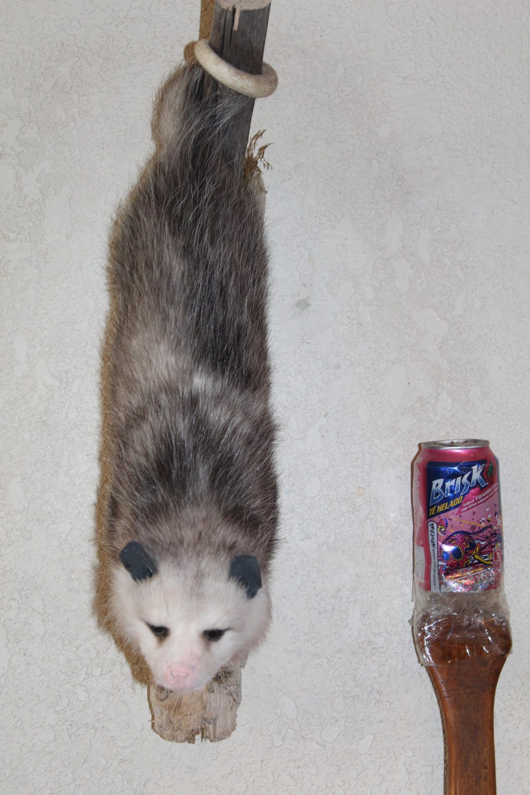 Newly Mounted Hanging Opossum Mount Taxidermy Whitetail Deer Shed ...