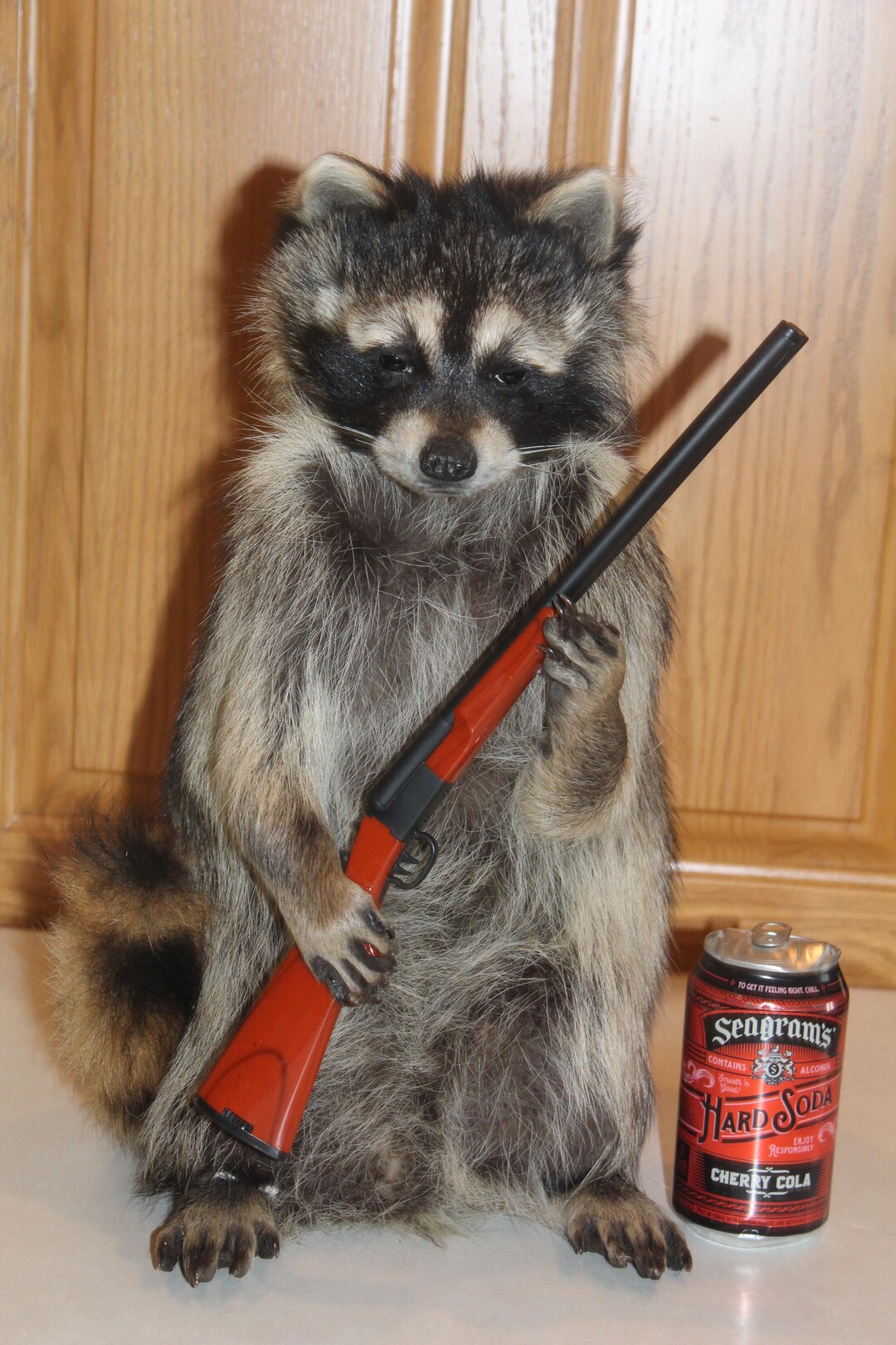 New Hunter Raccoon Mount Taxidermy Antler Candy Coon Novelty Whitetail ...