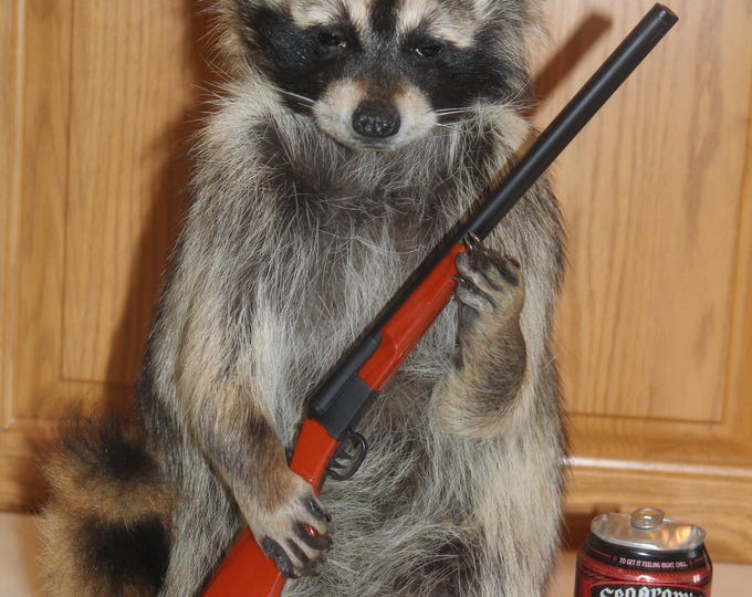 New Hunter Raccoon Mount Taxidermy Antler Candy Coon Novelty Whitetail ...