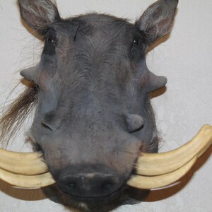 Pig Head Mount Taxidermy Log Cabin Decor - Etsy