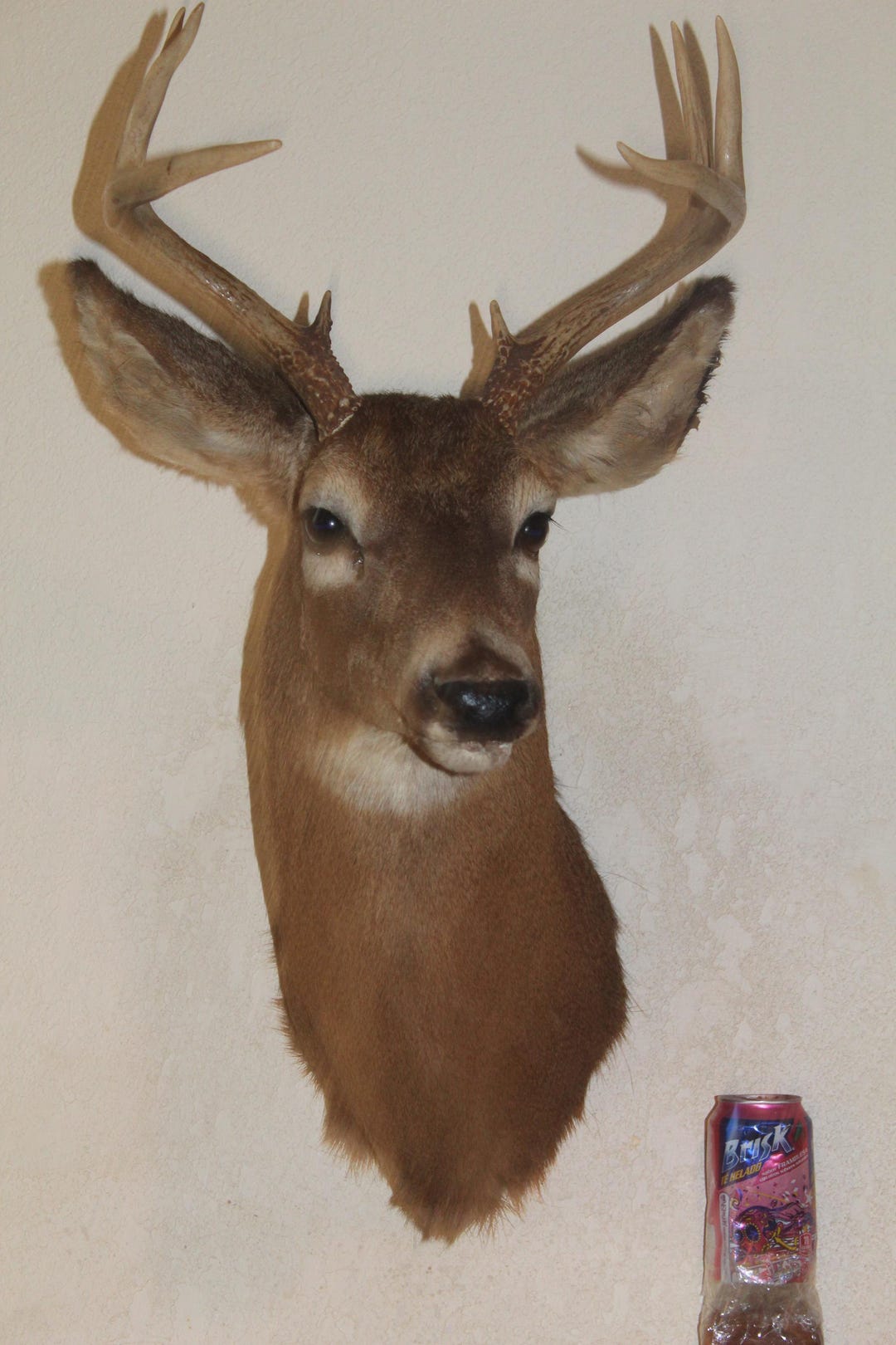 Whitetail Deer Head Shoulder Mount Taxidermy Cape Shed Antler Hunt Mule ...