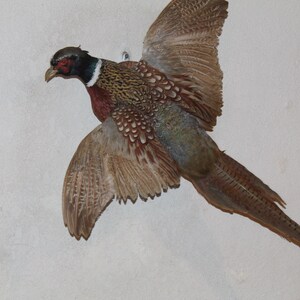 Flying Chinese Ringneck Pheasant Rooster Taxidermy Log Cabin Decor ...
