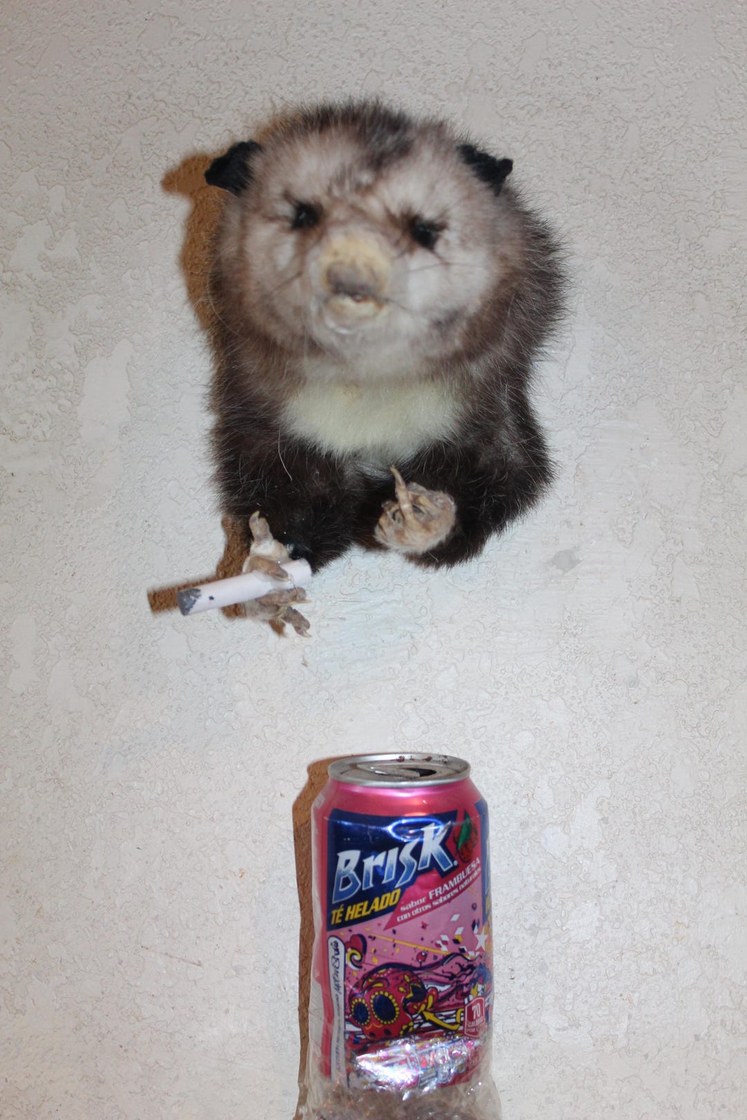 New Naughty Finger Angry Opossum Mount Taxidermy Antler Novelty ...