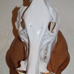 European Pig Wild Boar Skull Mount Taxidermy Bone Teeth - Etsy