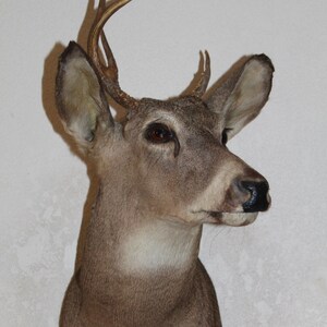 Whitetail Deer Head Shoulder Mount Taxidermy Cape Shed Antler Hunt Mule ...