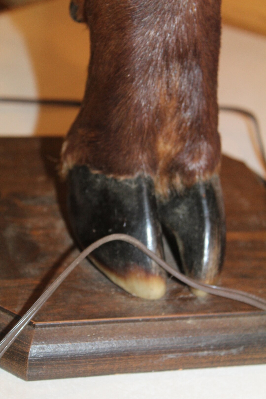 Elk Foot Table Lamp Taxidermy Log Cabin Decor Mule Whitetail Deer - Etsy