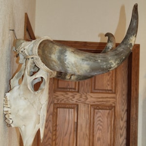 Bull Steer Cow Skull European Mount Taxidermy Texas Skeleton Bone ...