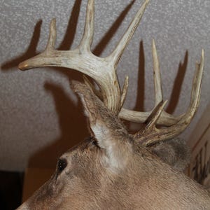 Whitetail Deer Head Shoulder Mount Taxidermy Cape Shed Antler Hunt Mule ...