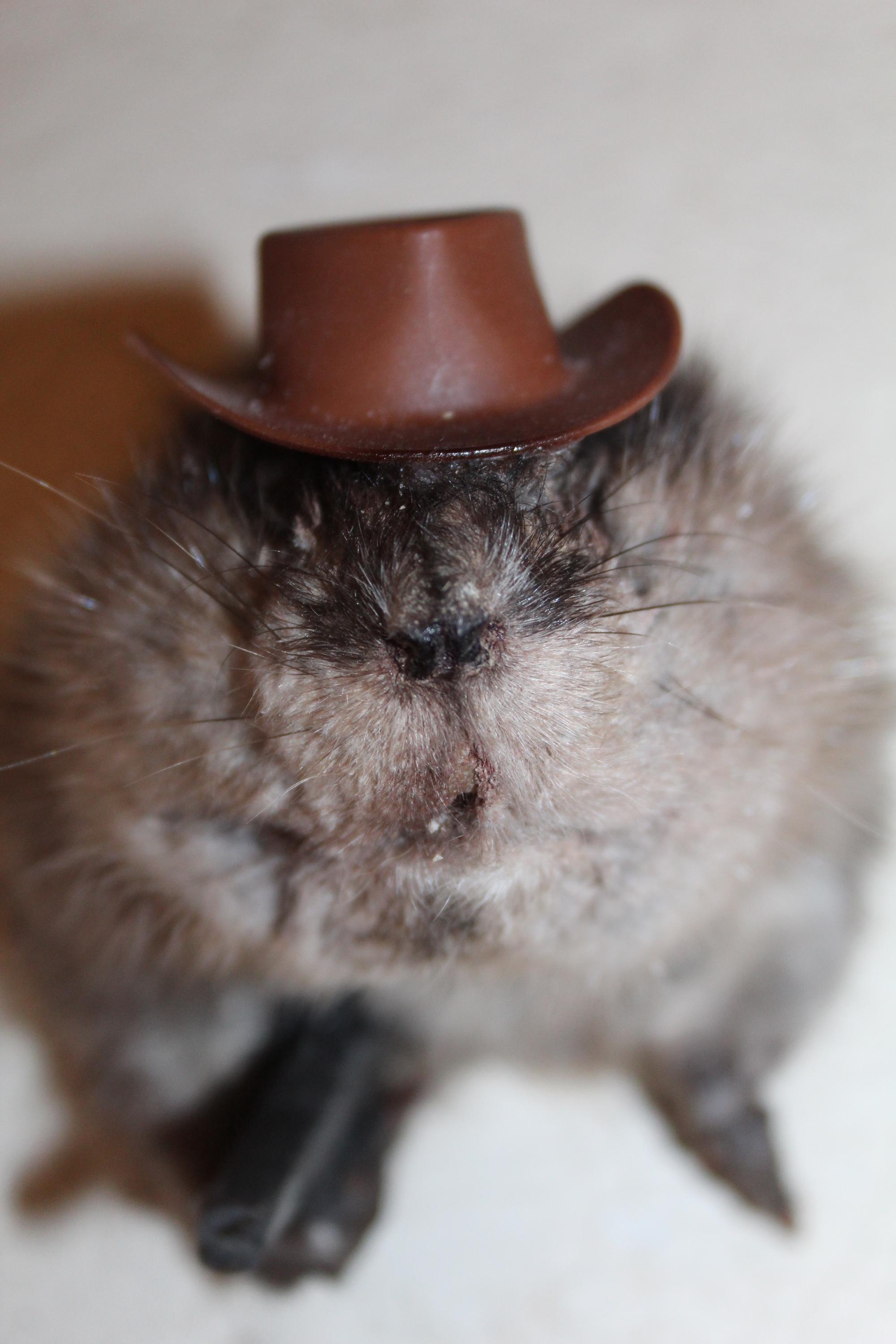 New Cowboy Muskrat Taxidermy Log Cabin Decor Mount Mancave Whitetail ...