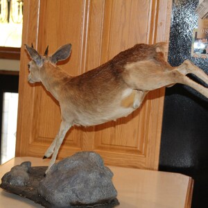Taxidermy Grey Rhebok Duiker Steenbok Antelope Mount Africa Safari Hunt ...