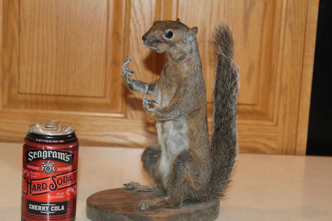 Taxidermy Squirrel Chipmunk Mount Novelty Present Whitetail Deer Log ...