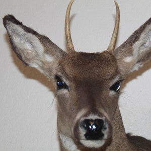 Whitetail Deer Head Shoulder Mount Taxidermy Cape Shed Antler Hunt Mule ...