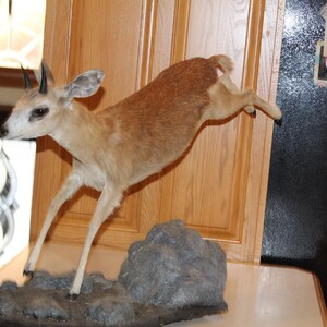 Taxidermy Grey Rhebok Duiker Steenbok Antelope Mount Africa Safari Hunt ...