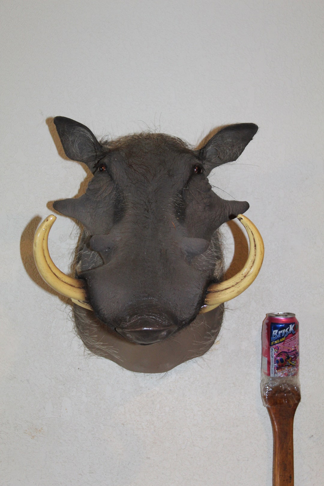 Wild African Hog Javelina Boar Bush Pig Peccary Head Mount - Etsy