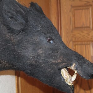 Pig Head Mount Taxidermy Log Cabin Decor - Etsy