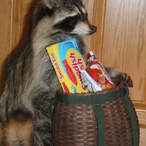 New Camper Raccoon Basket Mount Taxidermy Antler Candy Novelty ...