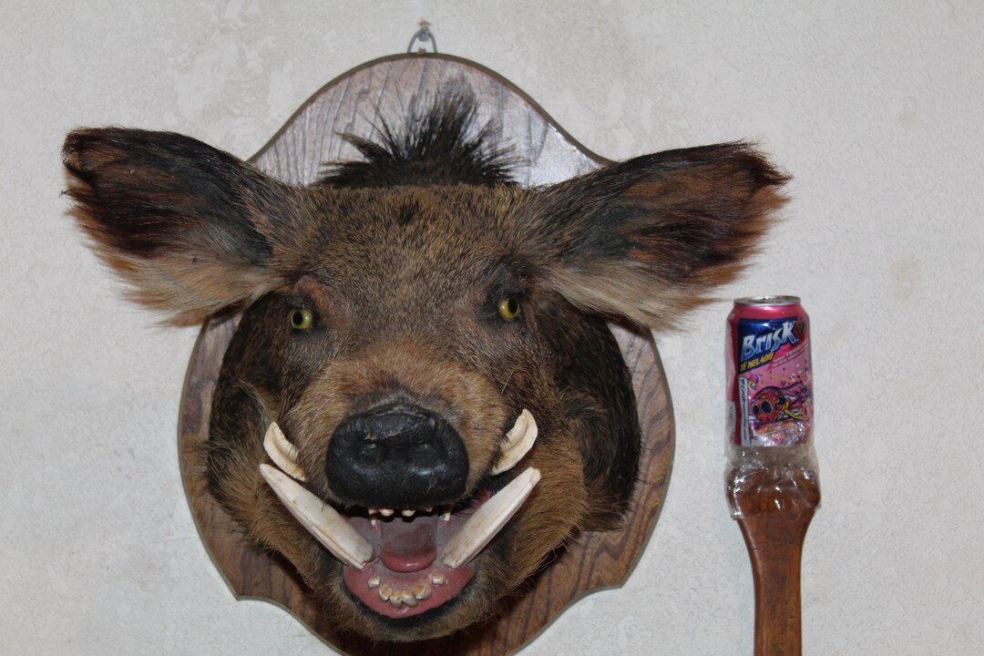 Pig Hog Head Mount Taxidermy Log Cabin Decor - Etsy