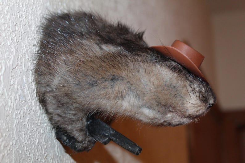 New Cowboy Muskrat Taxidermy Log Cabin Decor Mount Mancave Whitetail ...