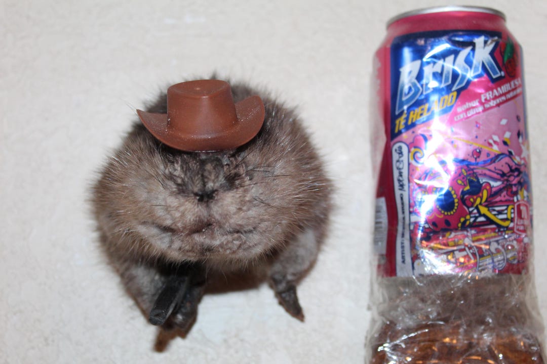 New Cowboy Muskrat Taxidermy Log Cabin Decor Mount Mancave Whitetail ...