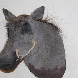 Pig Head Mount Taxidermy Log Cabin Decor - Etsy