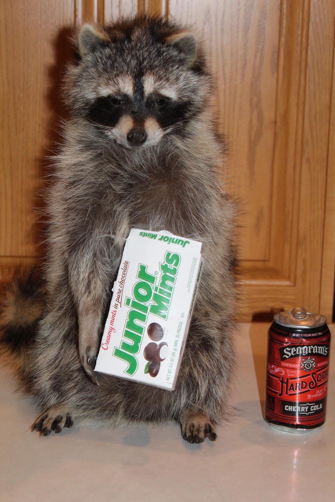 New Raccoon Mount Taxidermy Antler Candy Cracker Jack Novelty Whitetail ...