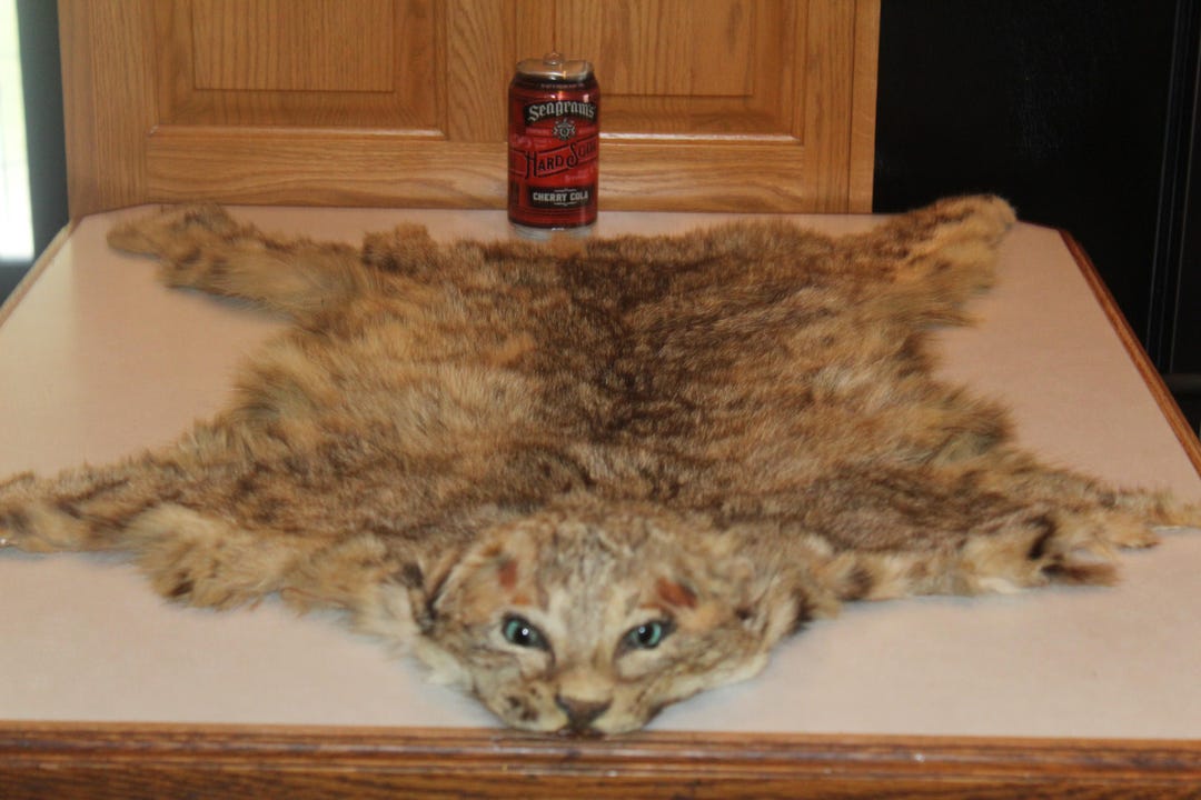 Vintage Bobcat Rug Mount Taxidermy Antler Log Cabin Decor Pelt ...