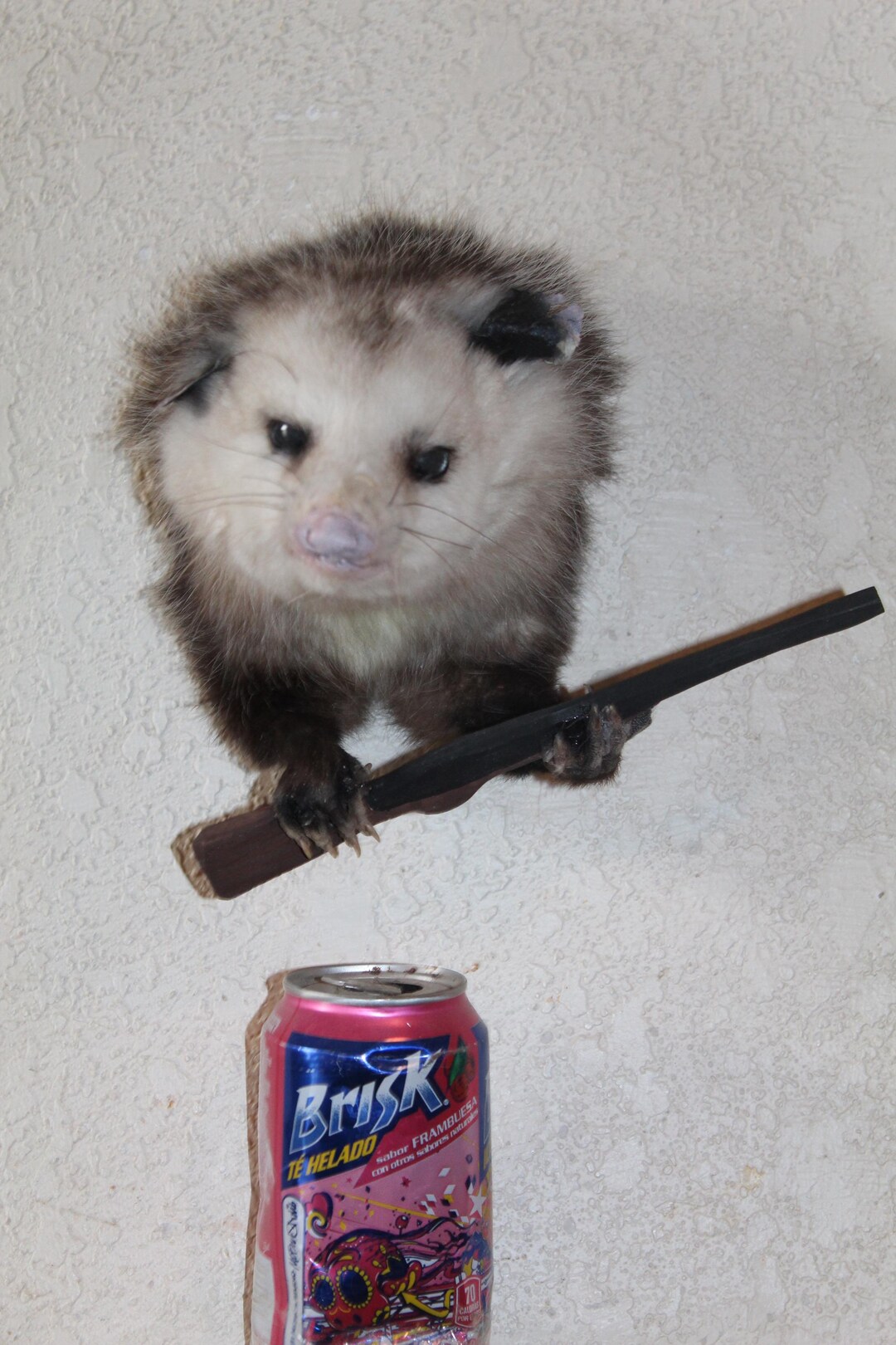 New Hunter Opossum Mount Taxidermy Antler Novelty Whitetail Mule Deer ...