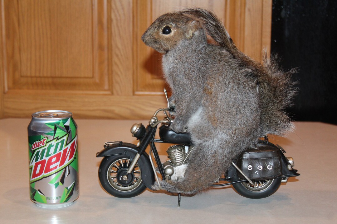 Harley Davidson Motorcycle Biker Taxidermy Squirrel Chipmunk Mount ...