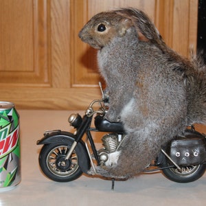 Harley Davidson Motorcycle Biker Taxidermy Squirrel Chipmunk Mount ...