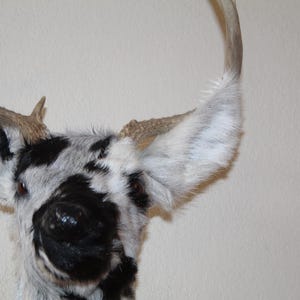 Fantasy Whitetail Deer Holstein Cow Head Shoulder Mount Taxidermy OOAK ...