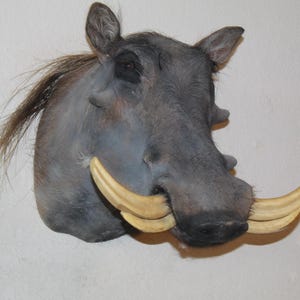 Pig Head Mount Taxidermy Log Cabin Decor - Etsy