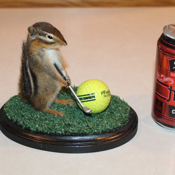 Taxidermy Chipmunk - Etsy