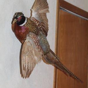 Flying Chinese Ringneck Pheasant Rooster Taxidermy Log Cabin Decor ...