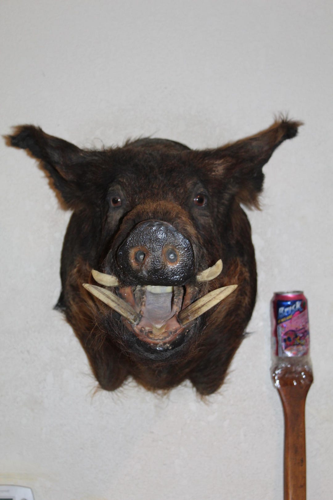 Pig Hog Head Mount Taxidermy Log Cabin Decor - Etsy