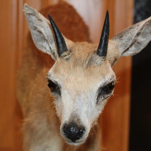 Taxidermy Grey Rhebok Duiker Steenbok Antelope Mount Africa Safari Hunt ...