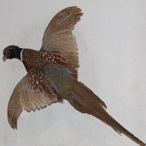 Flying Chinese Ringneck Pheasant Rooster Taxidermy Log Cabin Decor ...
