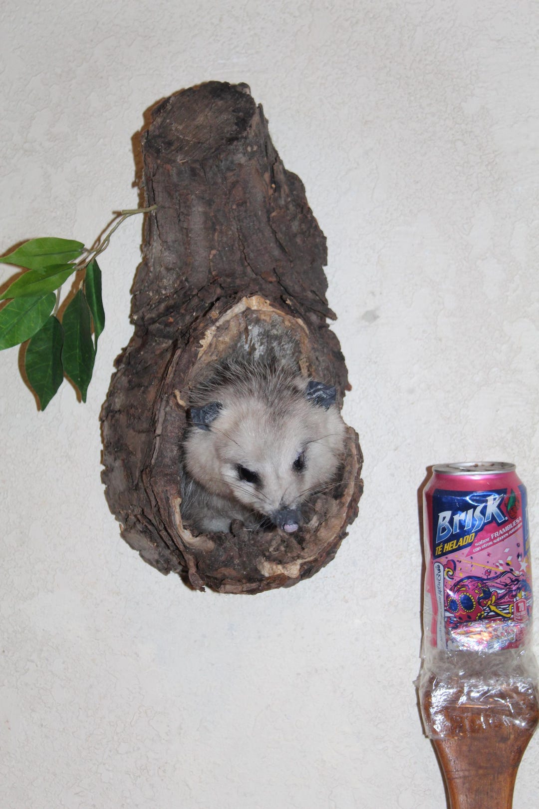 New Opossum Mount Taxidermy Whitetail Deer Log Cabin Antler Decor Mule ...