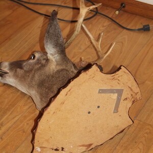 Whitetail Deer Head Shoulder Mount Taxidermy Cape Shed Antler Hunt Mule ...