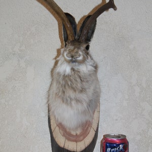 Jackalope Mount Taxidermy Antler Log Cabin Decor Pelt Whitetail Mule ...
