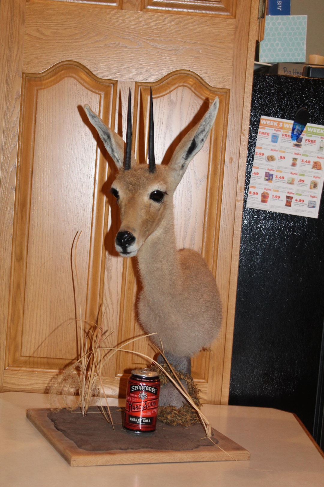 Taxidermy Vaal Rhebok Duiker Steenbok Antelope Mount Africa Safari Hunt ...