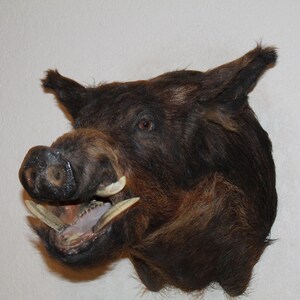 Pig Hog Head Mount Taxidermy Log Cabin Decor - Etsy
