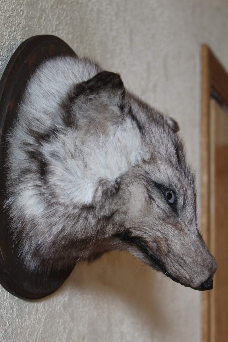 New Fox Head Mount Taxidermy Whitetail Deer Antler Mule Hunt - Etsy