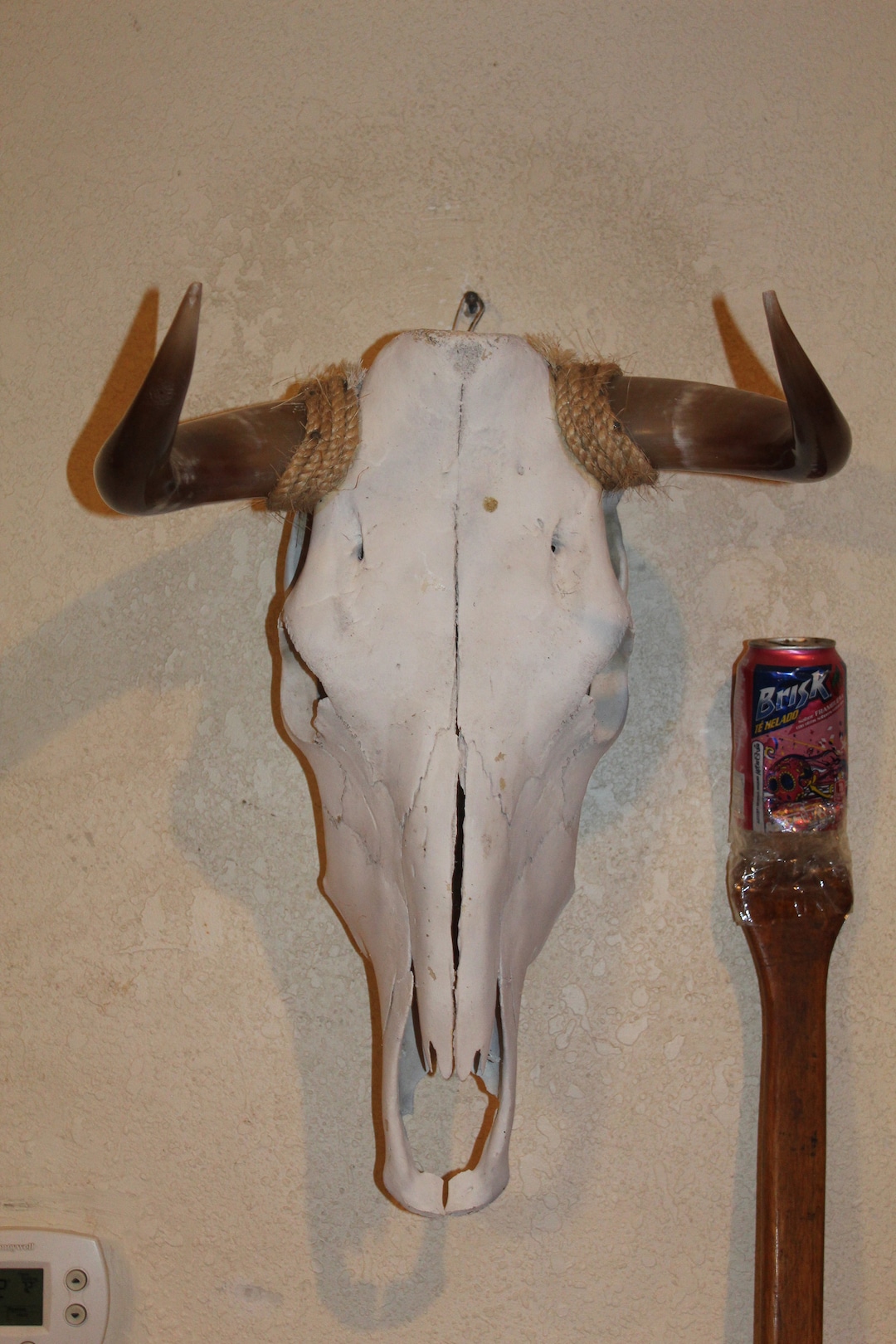 Bull Steer Cow Skull European Mount Taxidermy Texas Skeleton Bone ...